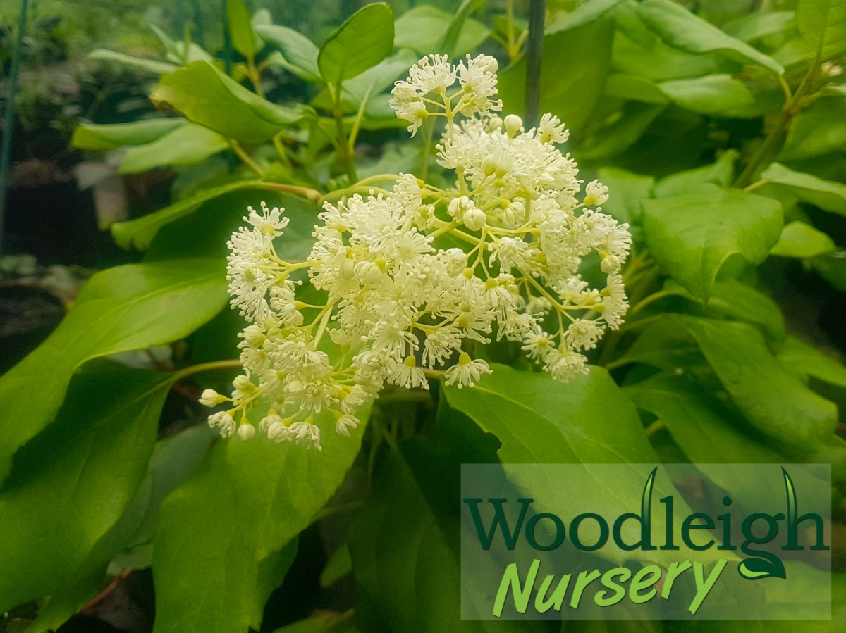 Decumaria sinensis (Chinese climbing hydrangea) | Woodleigh Nursery