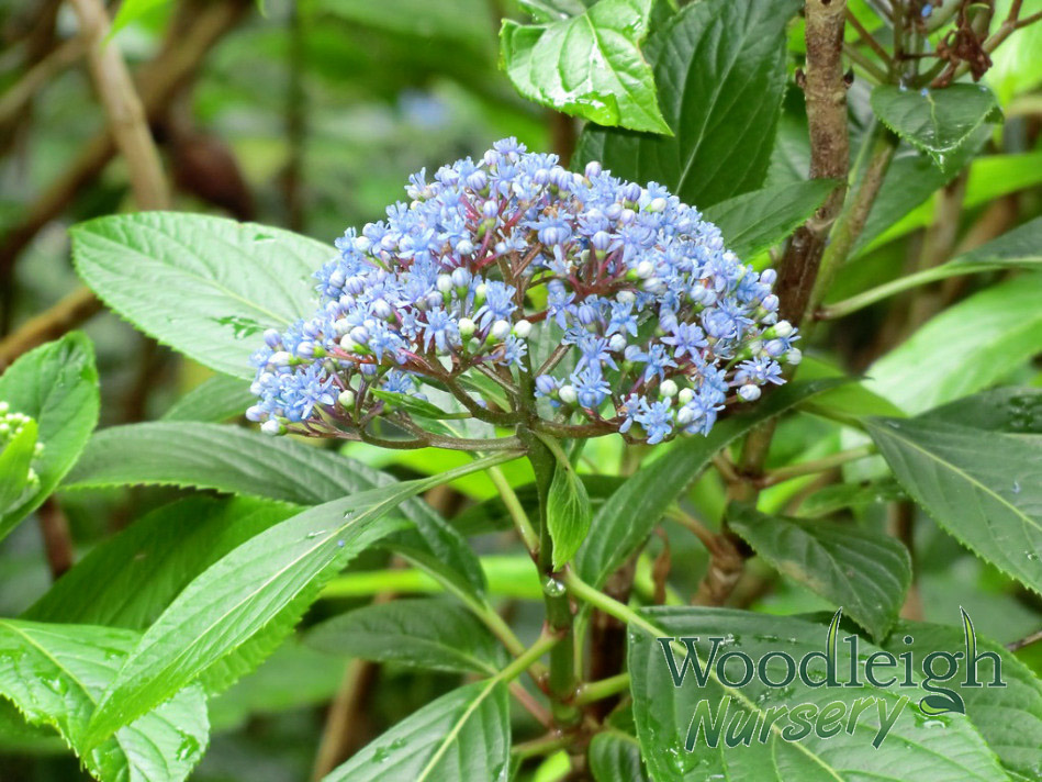 Dichroa Cambridge Blue | Woodleigh Nursery