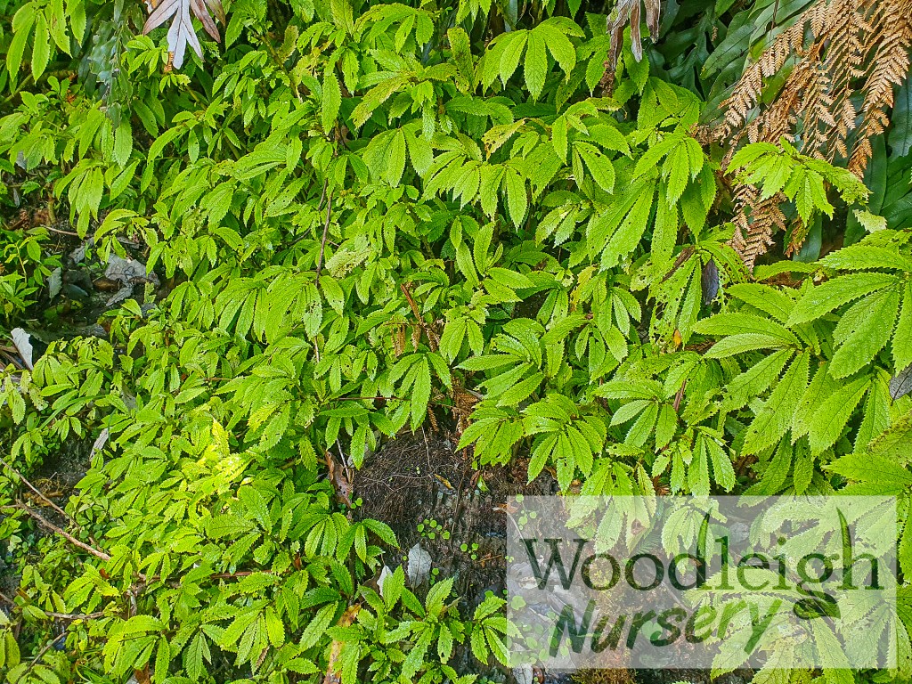 Elatostema rugosa (Parataniwha, New Zealand native begonia) | Woodleigh ...