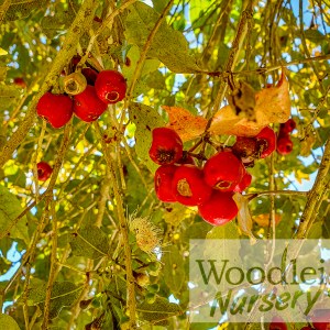 Other plants | Woodleigh Nursery | Page 7