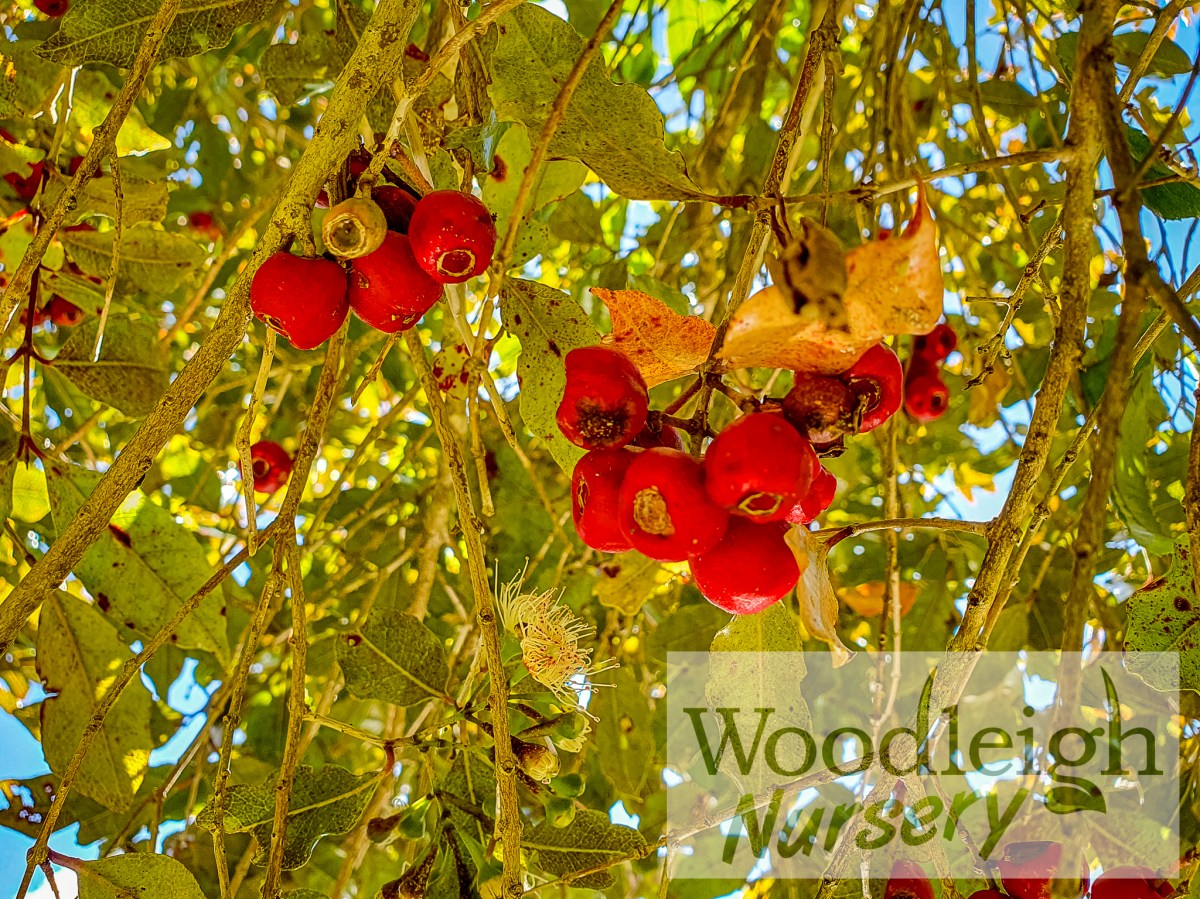 Syzygium maire (Swamp maire) | AVAILABLE AUTUMN | Woodleigh Nursery