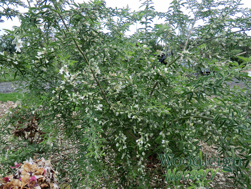 Other plants | Woodleigh Nursery | Page 7