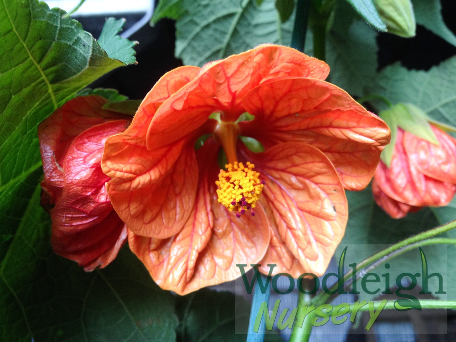 Other plants | Woodleigh Nursery