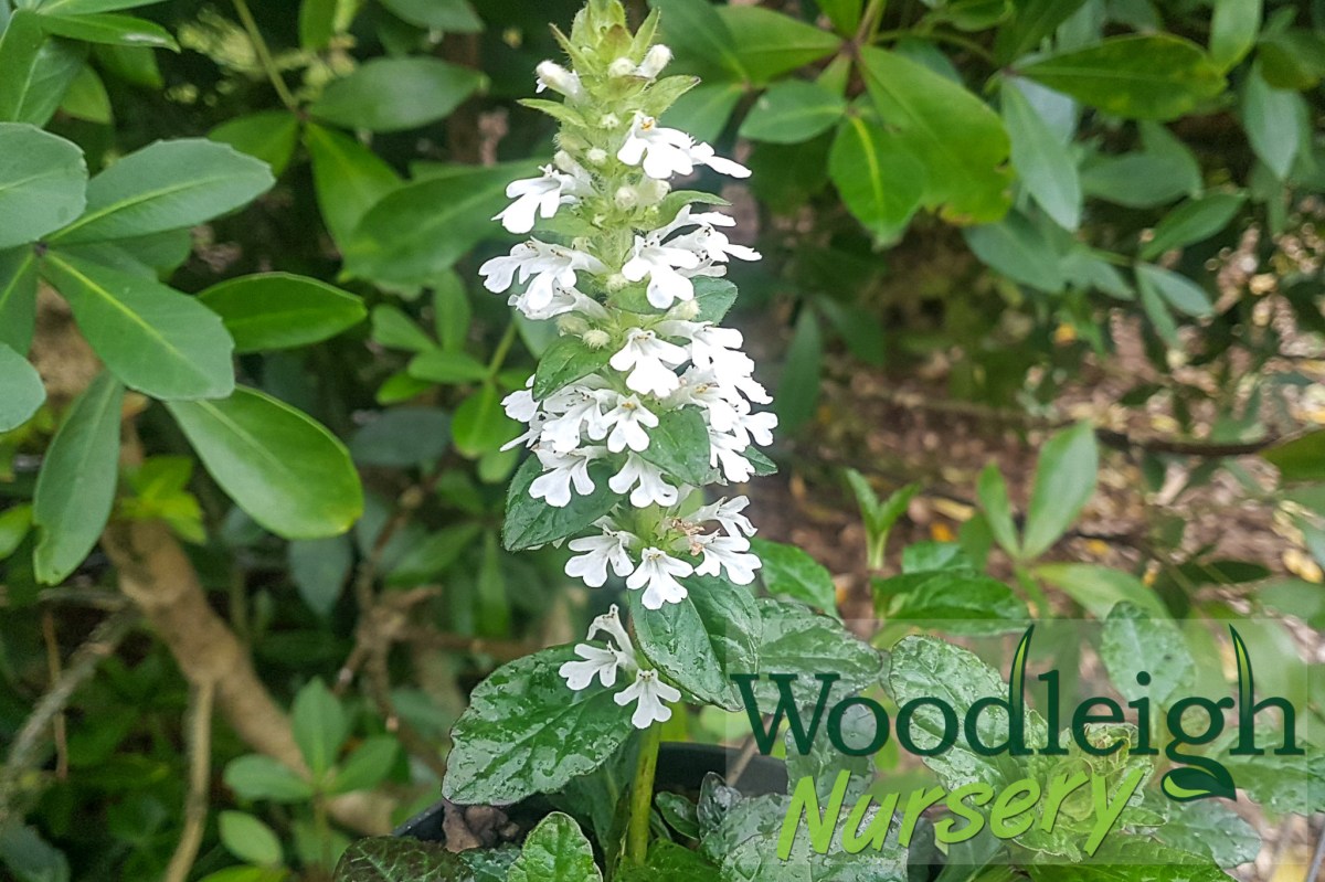Ajuga reptans alba | Woodleigh Nursery