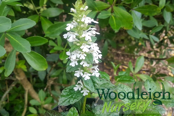 Ajuga reptans alba | AVAILABLE LATE SPRING | Woodleigh Nursery