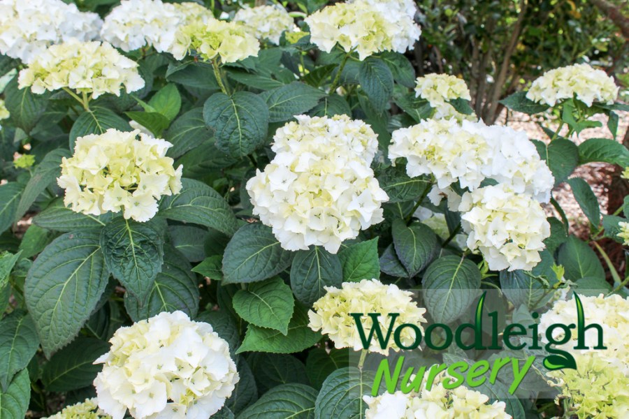 Hydrangea serrata | Woodleigh Nursery