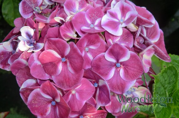 Hydrangea macrophylla Saturn | Woodleigh Nursery