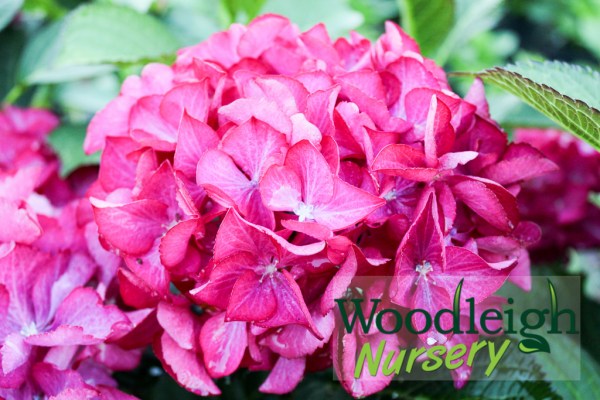 Hydrangeas | Woodleigh Nursery | 300 Mountain Road RD 3 New Plymouth ...