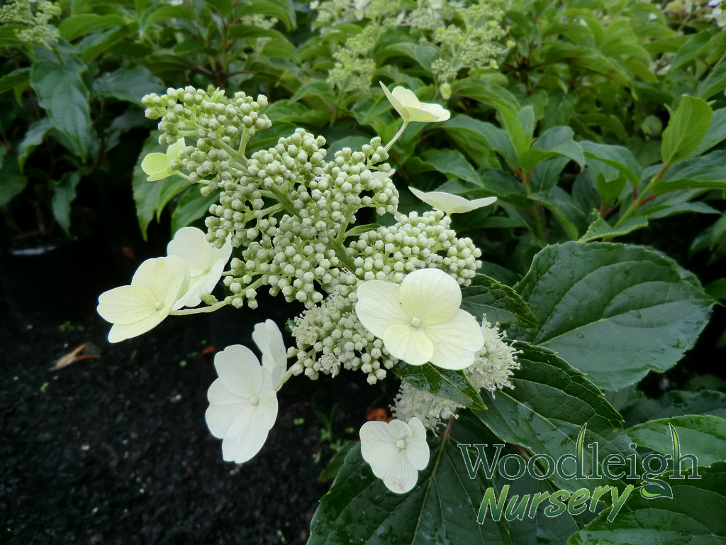 Hydrangea paniculata | Woodleigh Nursery