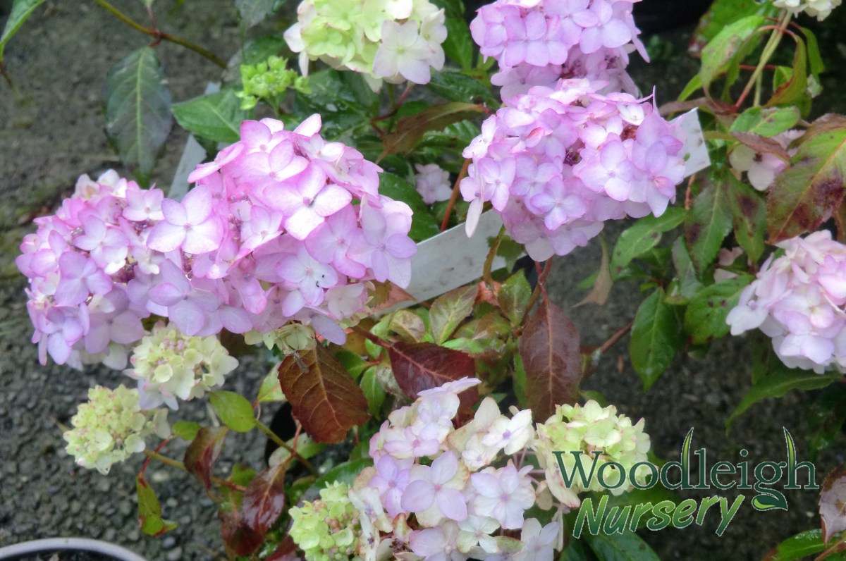 Hydrangea serrata | Woodleigh Nursery
