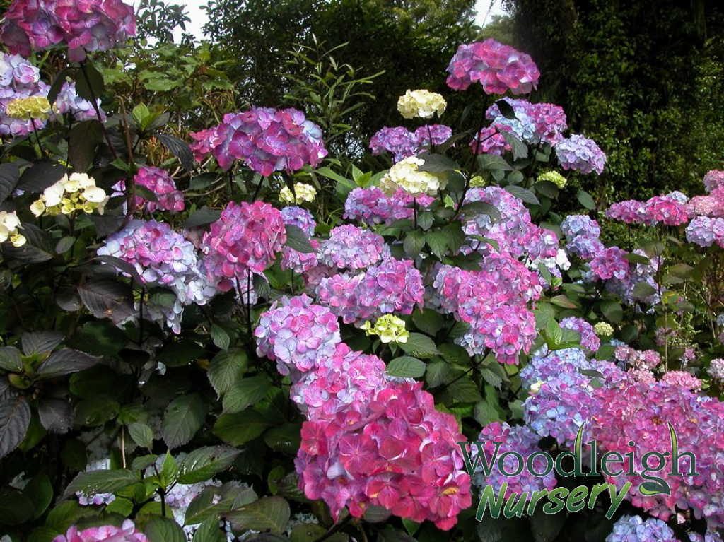 Hydrangea serrata | Woodleigh Nursery