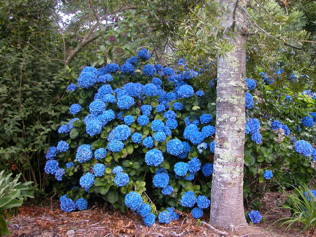 Hydrangea macrophylla Gentian (Enziandom) | Woodleigh Nursery