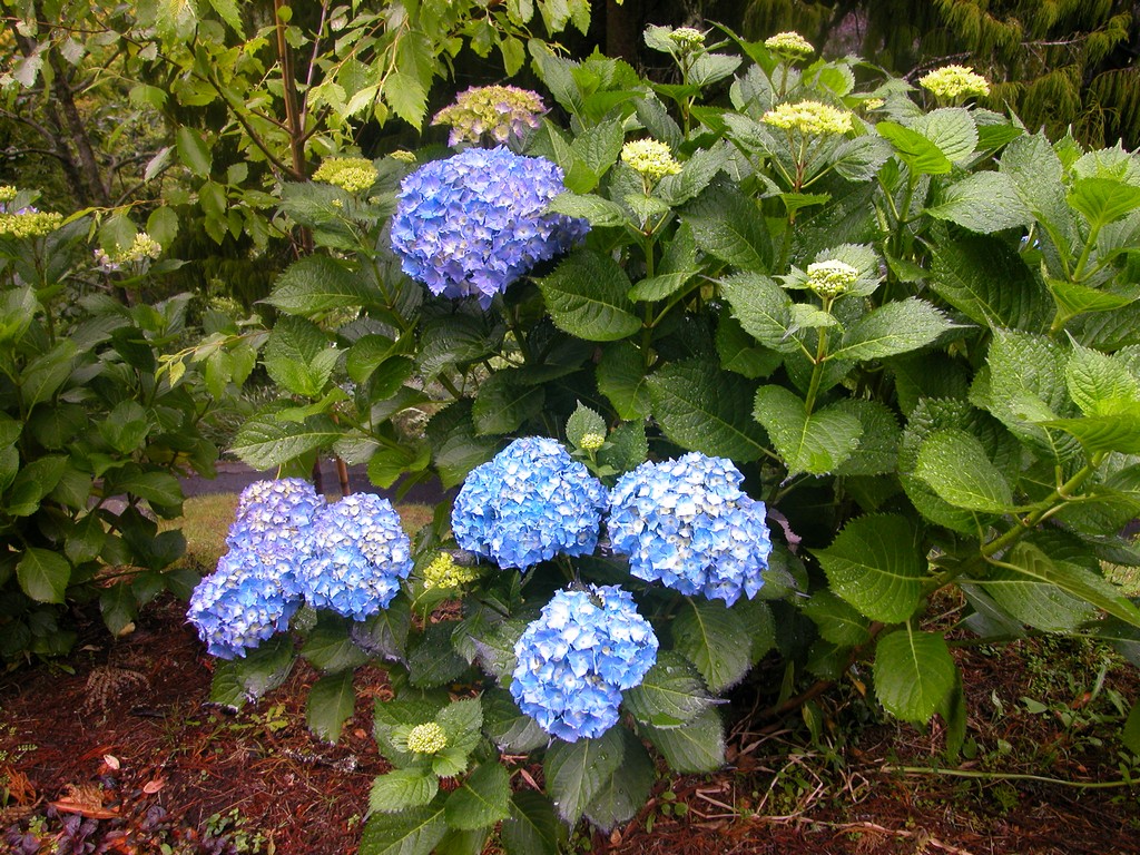 Hydrangea macrophylla Gentian (Enziandom) | Woodleigh Nursery