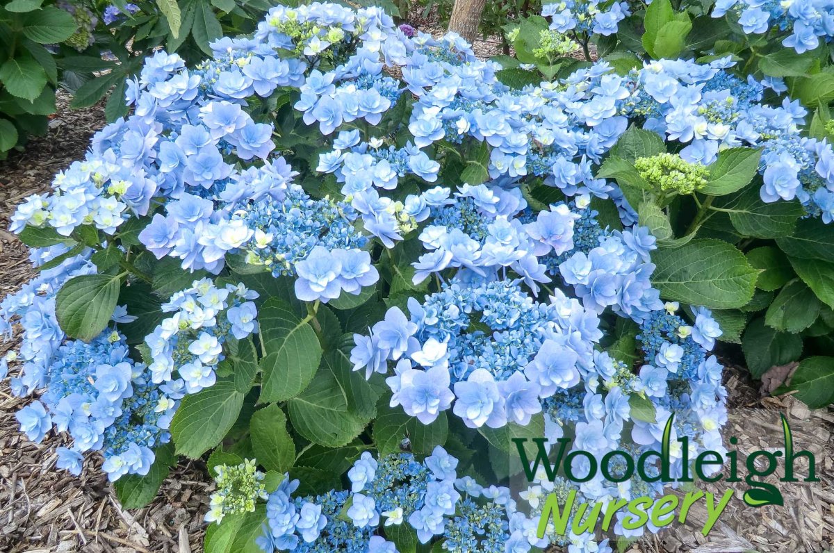 Hydrangea macrophylla Forever (Youme) | Woodleigh Nursery