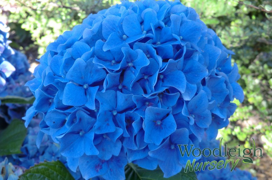 Dried flowers | Woodleigh Nursery