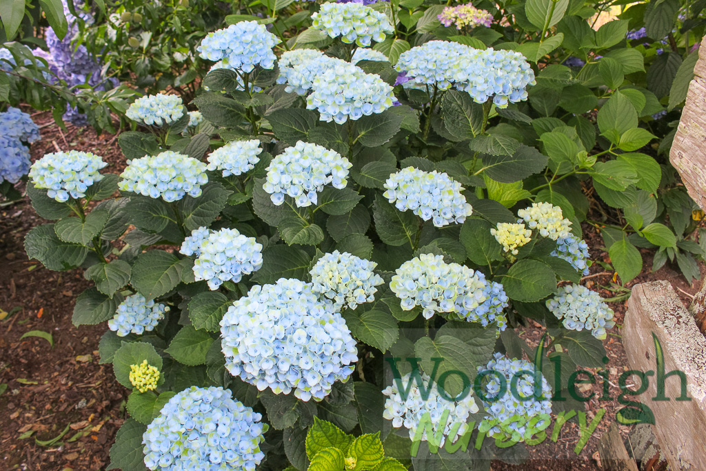 Hydrangeas | Woodleigh Nursery | 300 Mountain Road RD 3 New Plymouth ...
