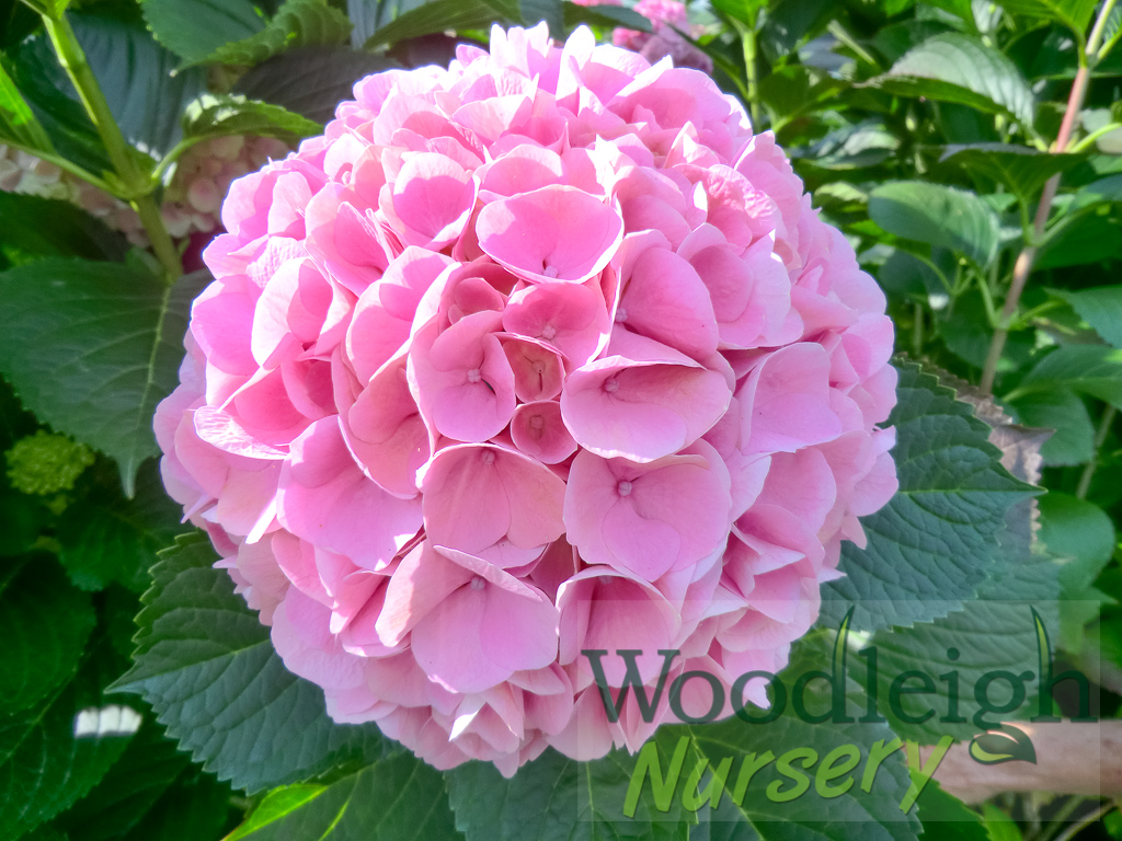 Hydrangeas | Woodleigh Nursery | 300 Mountain Road RD 3 New Plymouth ...