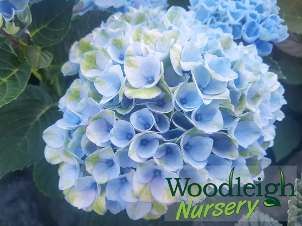 Hydrangea macrophylla Lollipop | Woodleigh Nursery