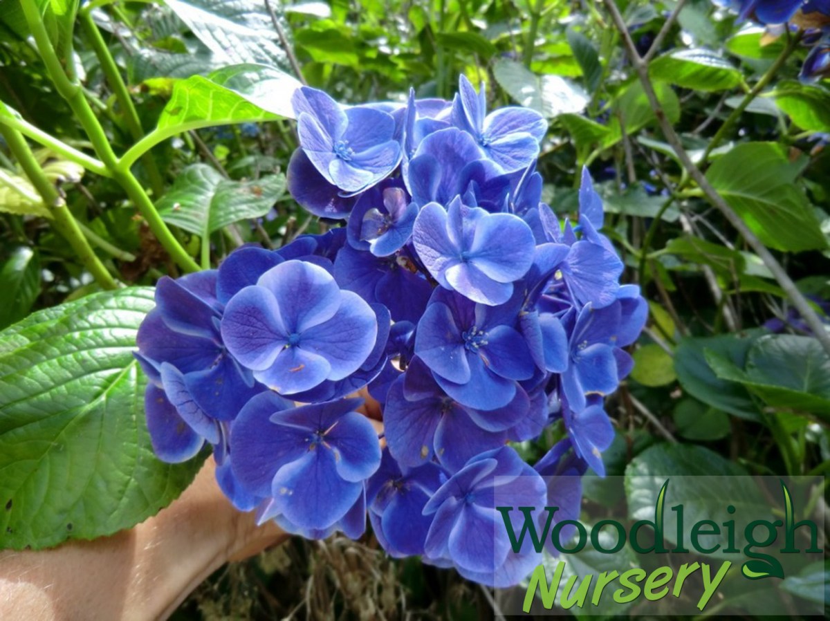 Hydrangea macrophylla Mars | SOLD OUT | Woodleigh Nursery