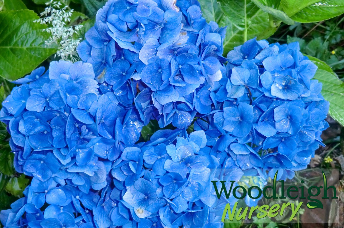 Hydrangea macrophylla Mathilda Gutges | Woodleigh Nursery