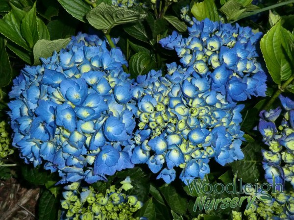 Hydrangea macrophylla Mathilda Gutges | Woodleigh Nursery