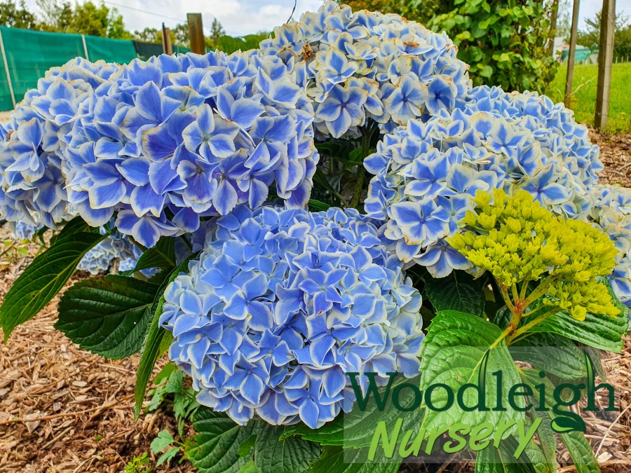 Hydrangea macrophylla Peppermint | Woodleigh Nursery