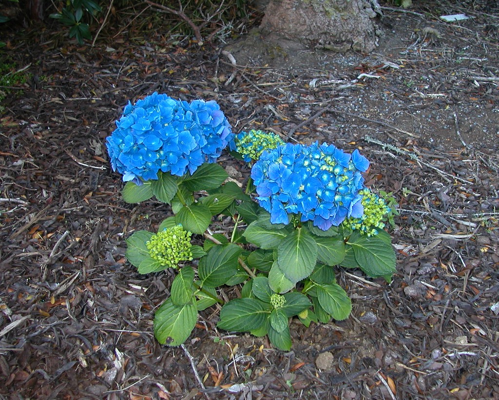 Hydrangea macrophylla Mathilda Gutges | Woodleigh Nursery