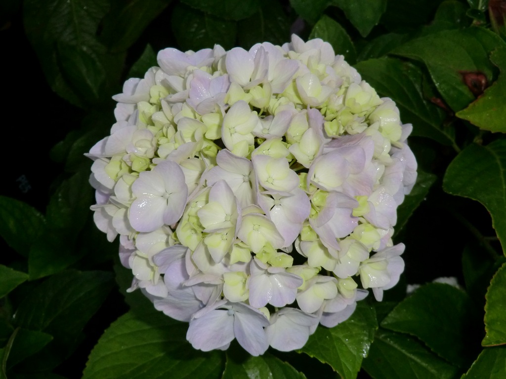 Hydrangea macrophylla Otaksa | Woodleigh Nursery