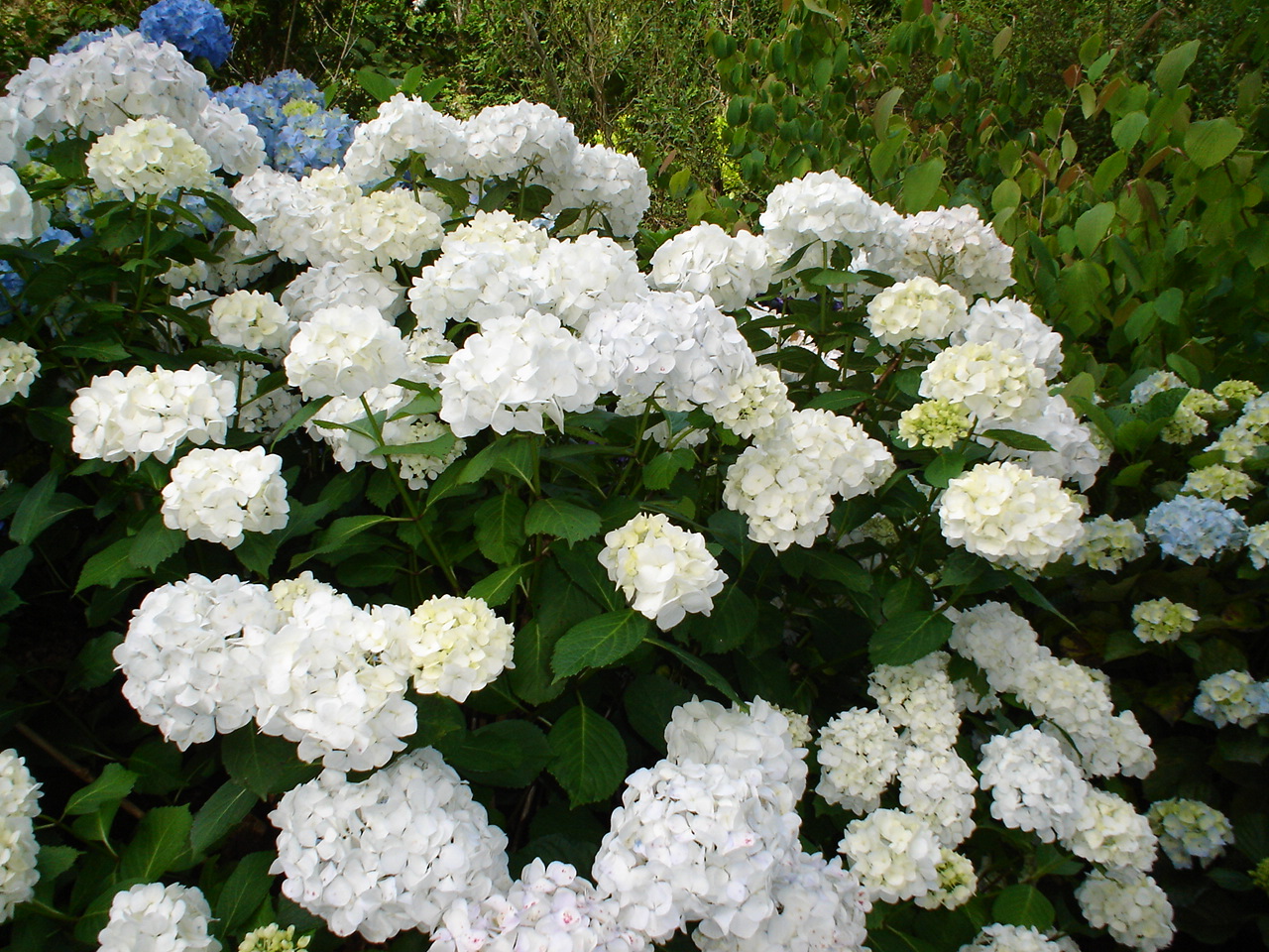 Hydrangea macrophylla Bridal Bouquet | Woodleigh Nursery