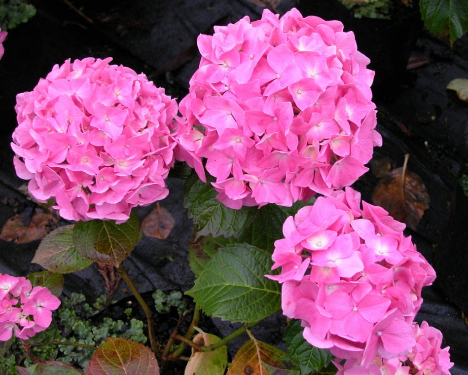 Hydrangea macrophylla Colonel Durham ** | Woodleigh Nursery