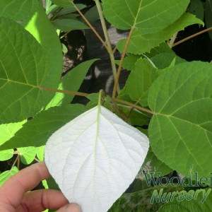 Collectors plant | Woodleigh Nursery