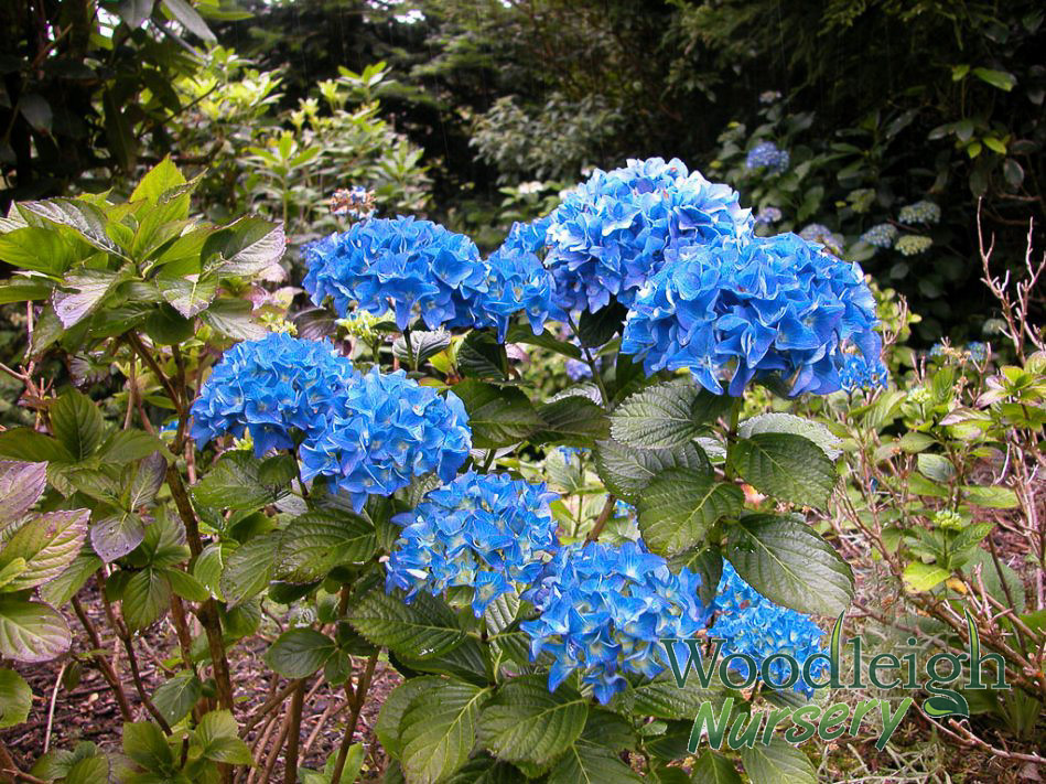 Hydrangea macrophylla | Woodleigh Nursery