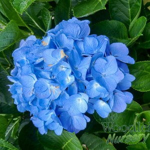Blue flowers | Woodleigh Nursery