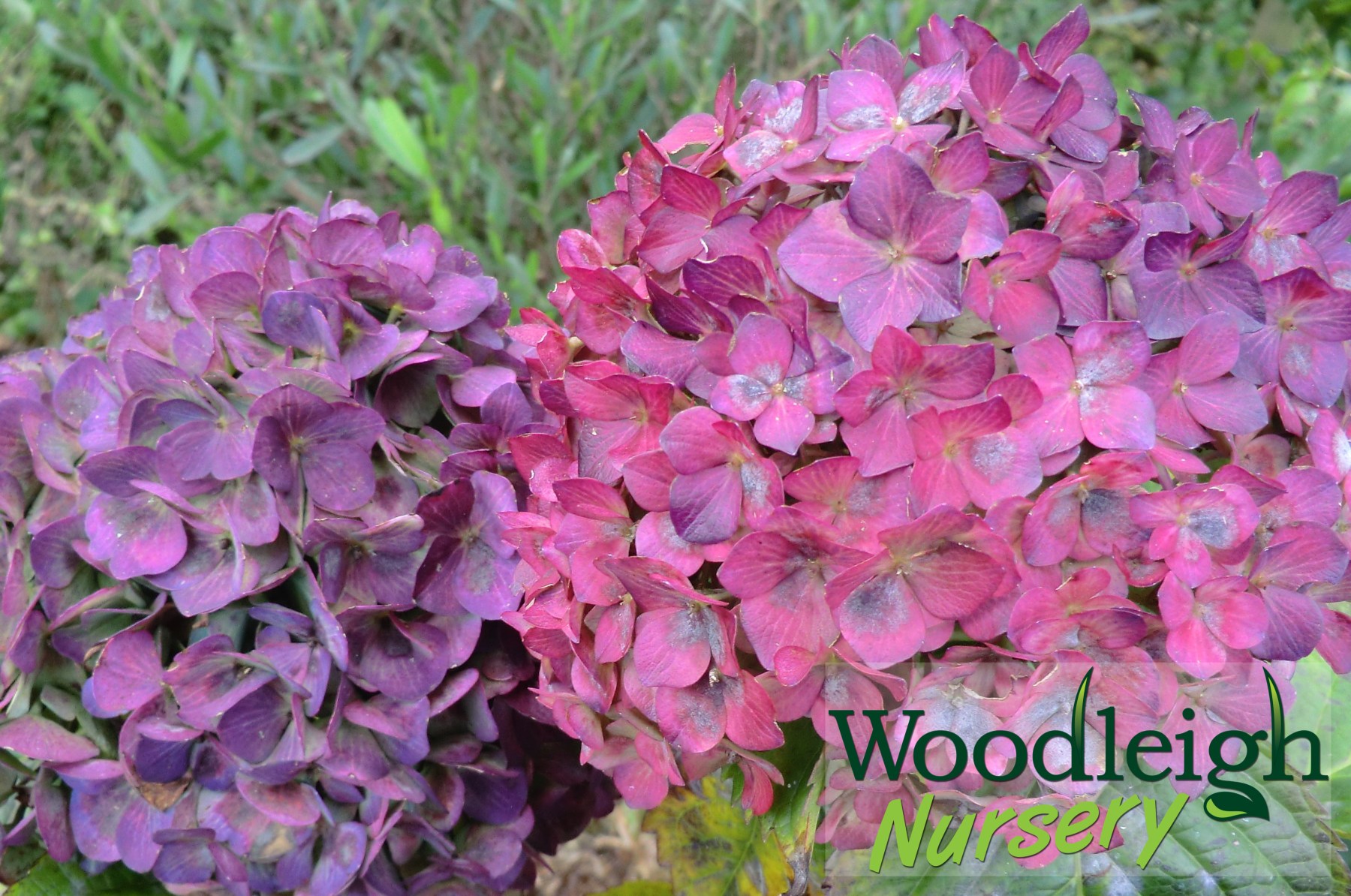 Hydrangea macrophylla Colonel Durham ** | Woodleigh Nursery