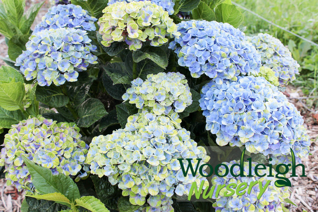 Hydrangea macrophylla Coral | Woodleigh Nursery