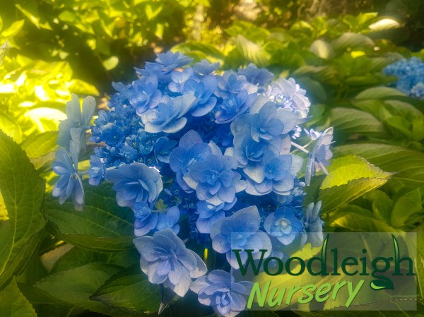 Double flowers | Woodleigh Nursery