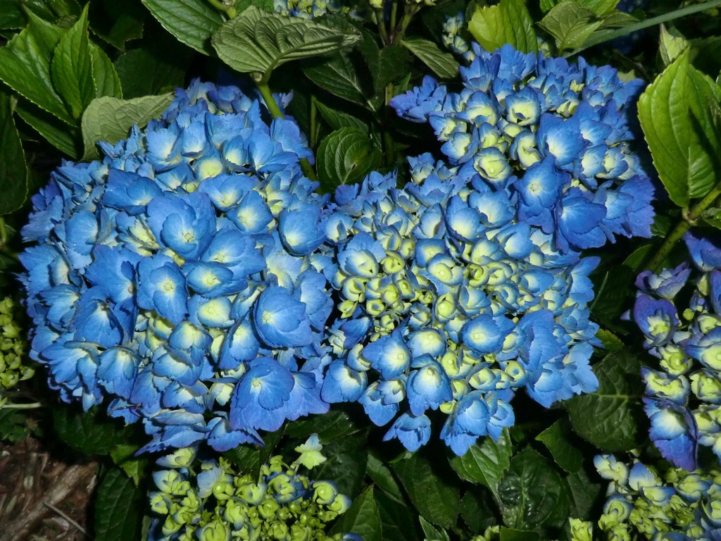 Hydrangea macrophylla Mathilda Gutges | Woodleigh Nursery