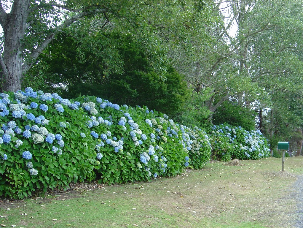 Hydrangea hedges | Woodleigh Nursery