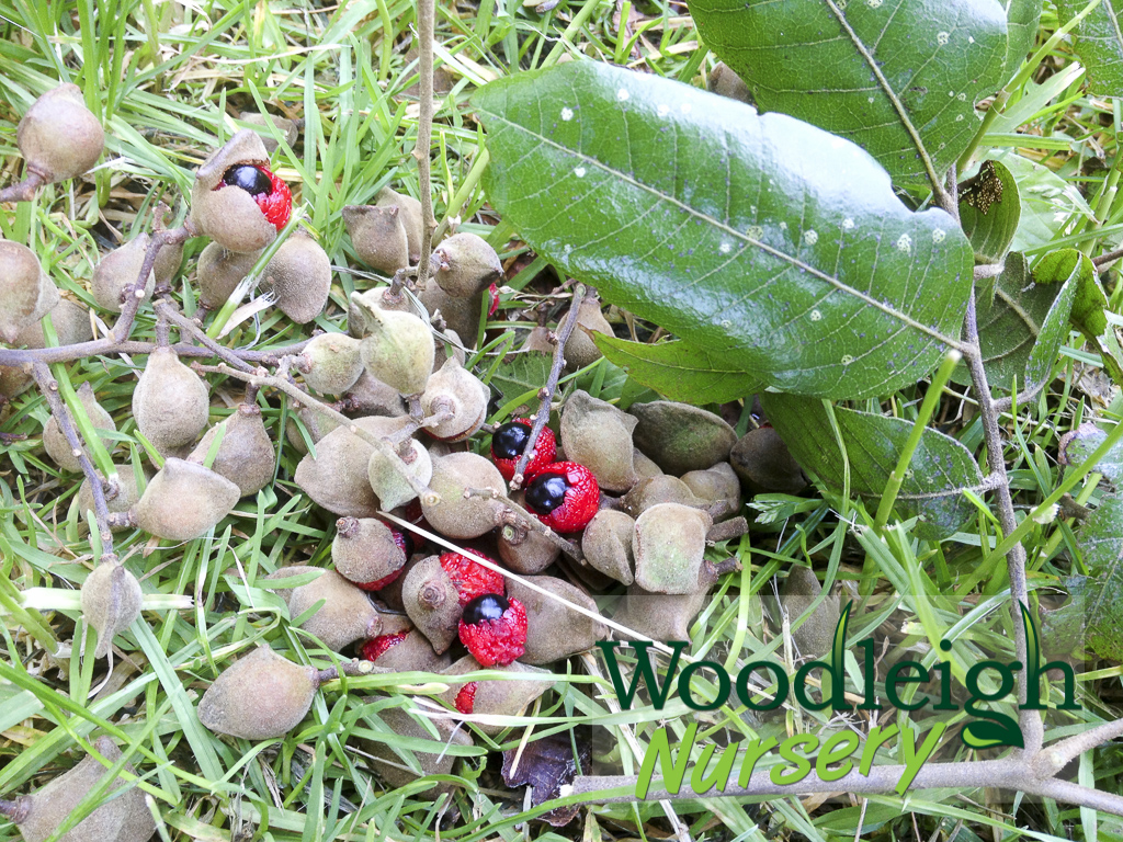 Titoki fruit and seed | Woodleigh Nursery