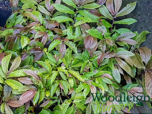 Elatostema rugosa (Parataniwha, New Zealand native begonia) | Woodleigh ...