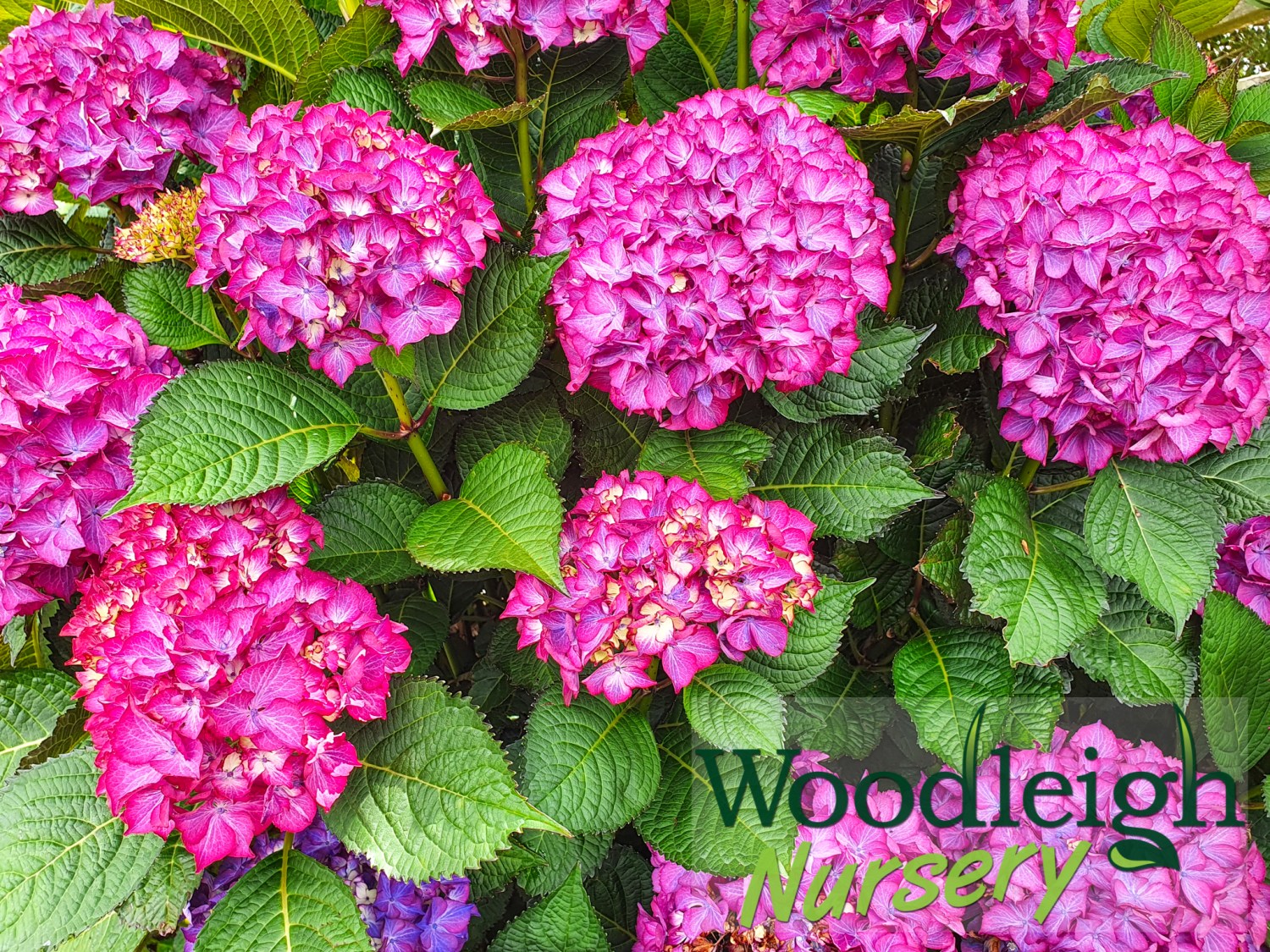 Hydrangeas | Woodleigh Nursery | 300 Mountain Road RD 3 New Plymouth ...