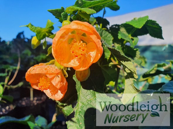 Abutilon Stratford Apricot | Woodleigh Nursery