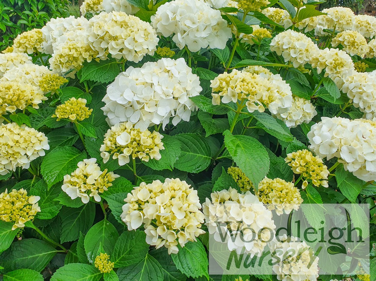White flowers | Woodleigh Nursery