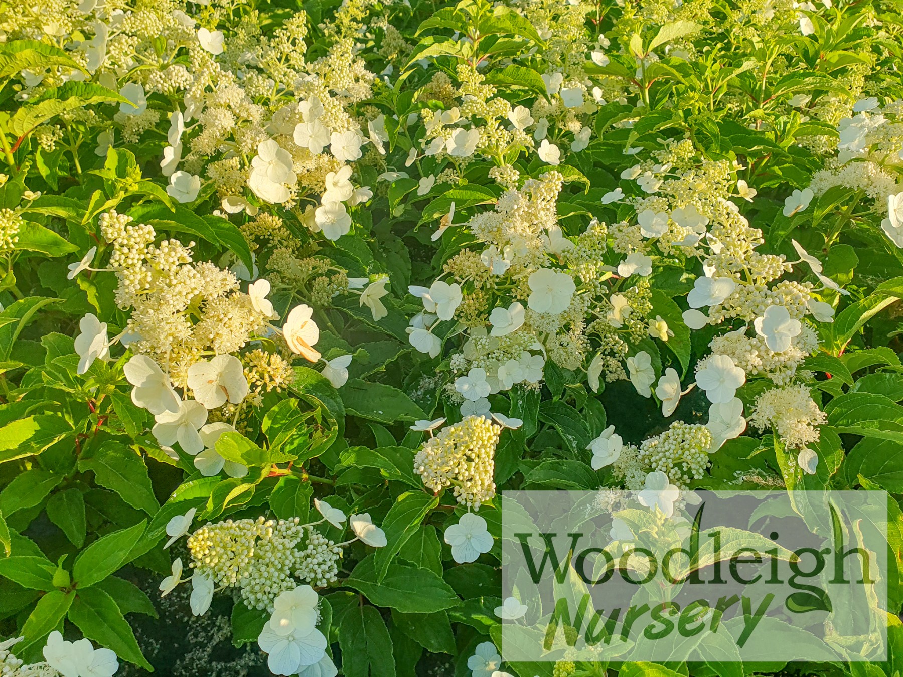 Hydrangea paniculata | Woodleigh Nursery