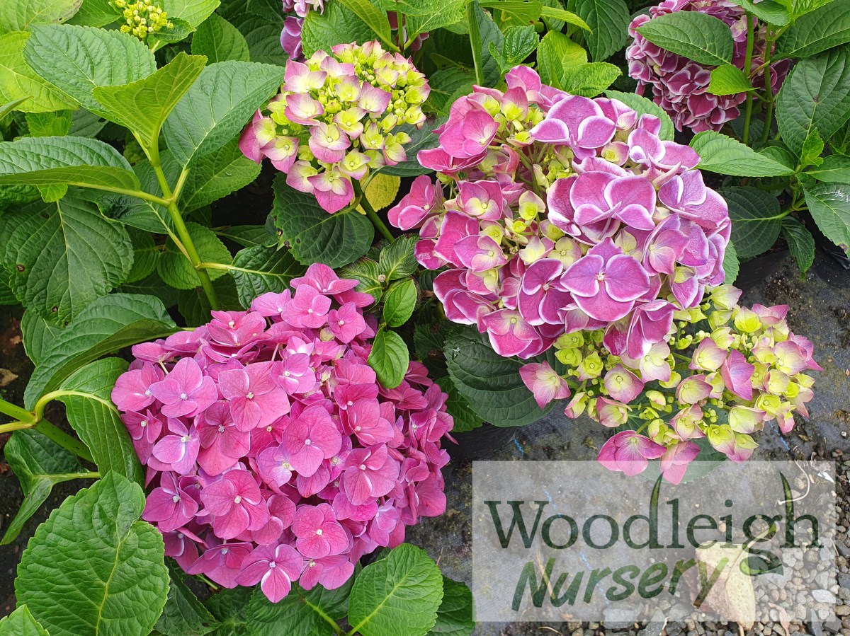 Hydrangea macrophylla Mars | SOLD OUT – see Saturn or Sensation ...
