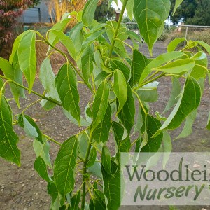 Other plants | Woodleigh Nursery