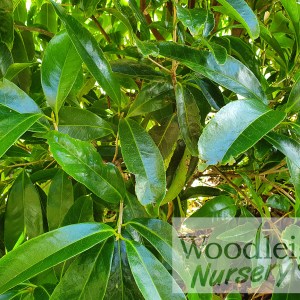 Other plants | Woodleigh Nursery | Page 6