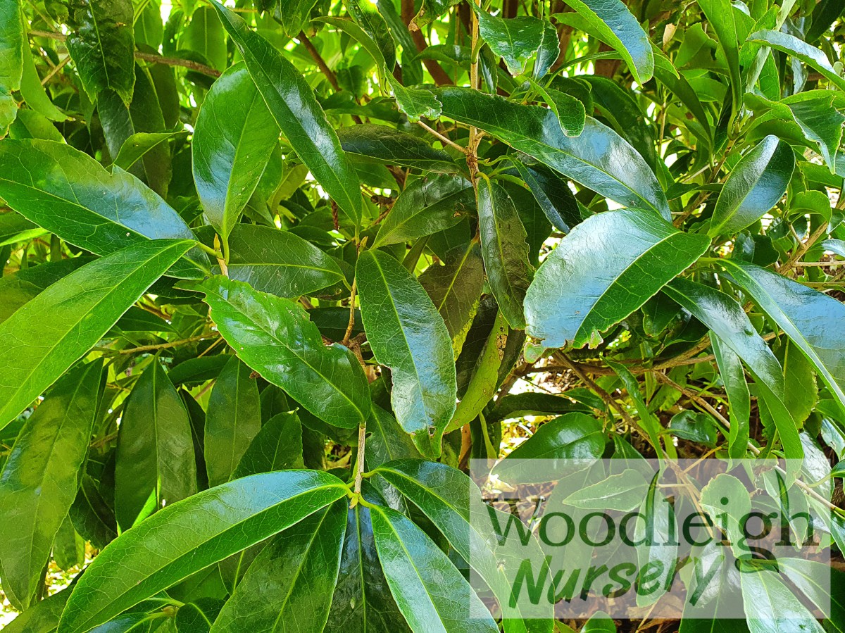 Pyrenaria spectabilis | Woodleigh Nursery