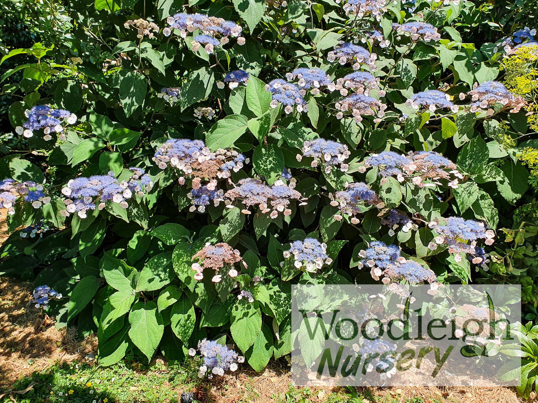 Collectors plant | Woodleigh Nursery