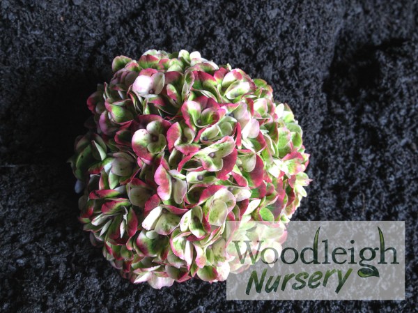 Hydrangea macrophylla Lollipop | Woodleigh Nursery